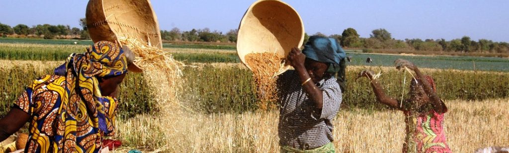 Wheat Development Programme Yield Underscores the Role of Research and ...